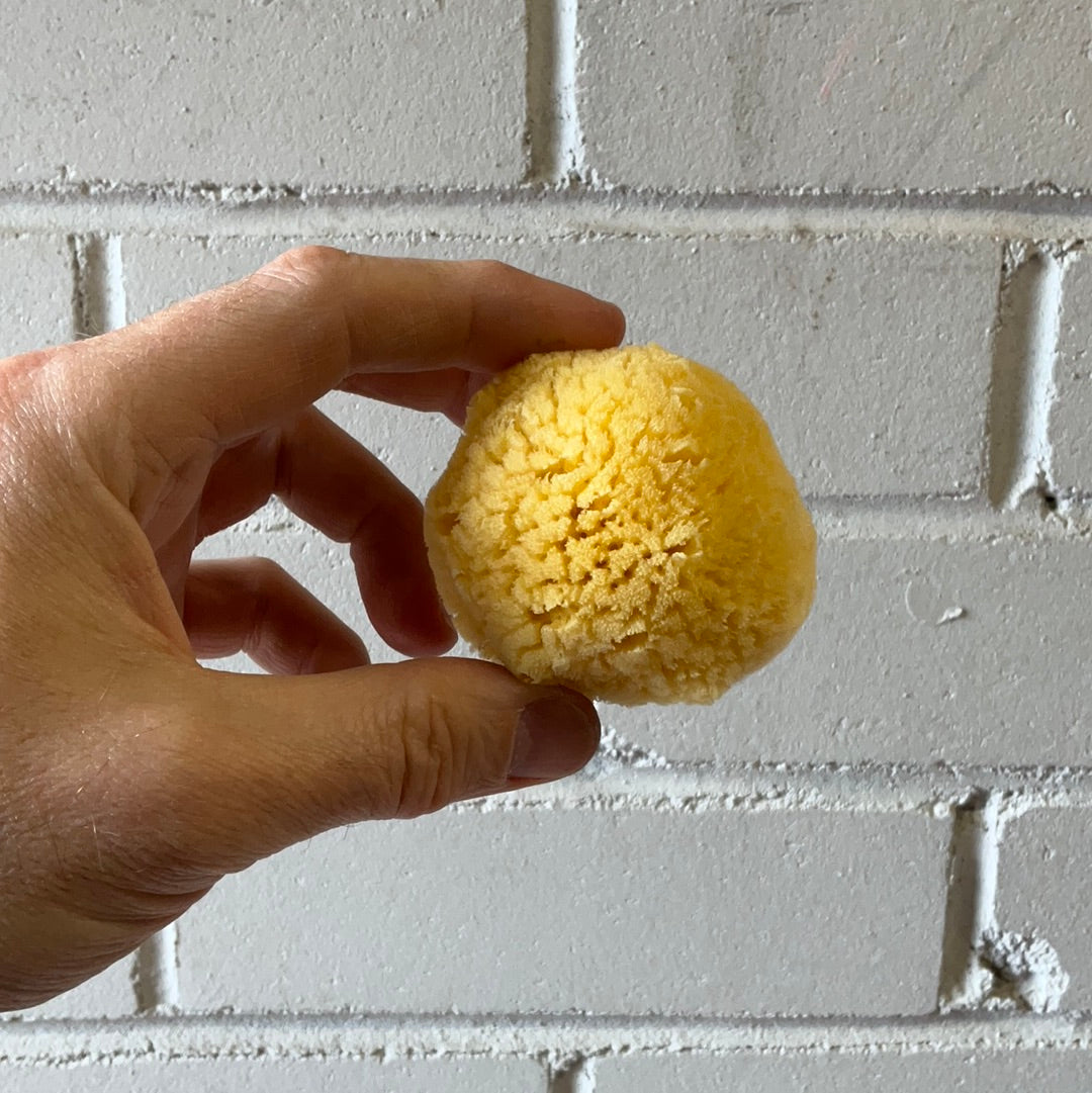 Natural Sponge small – Kettles Pottery Supplies